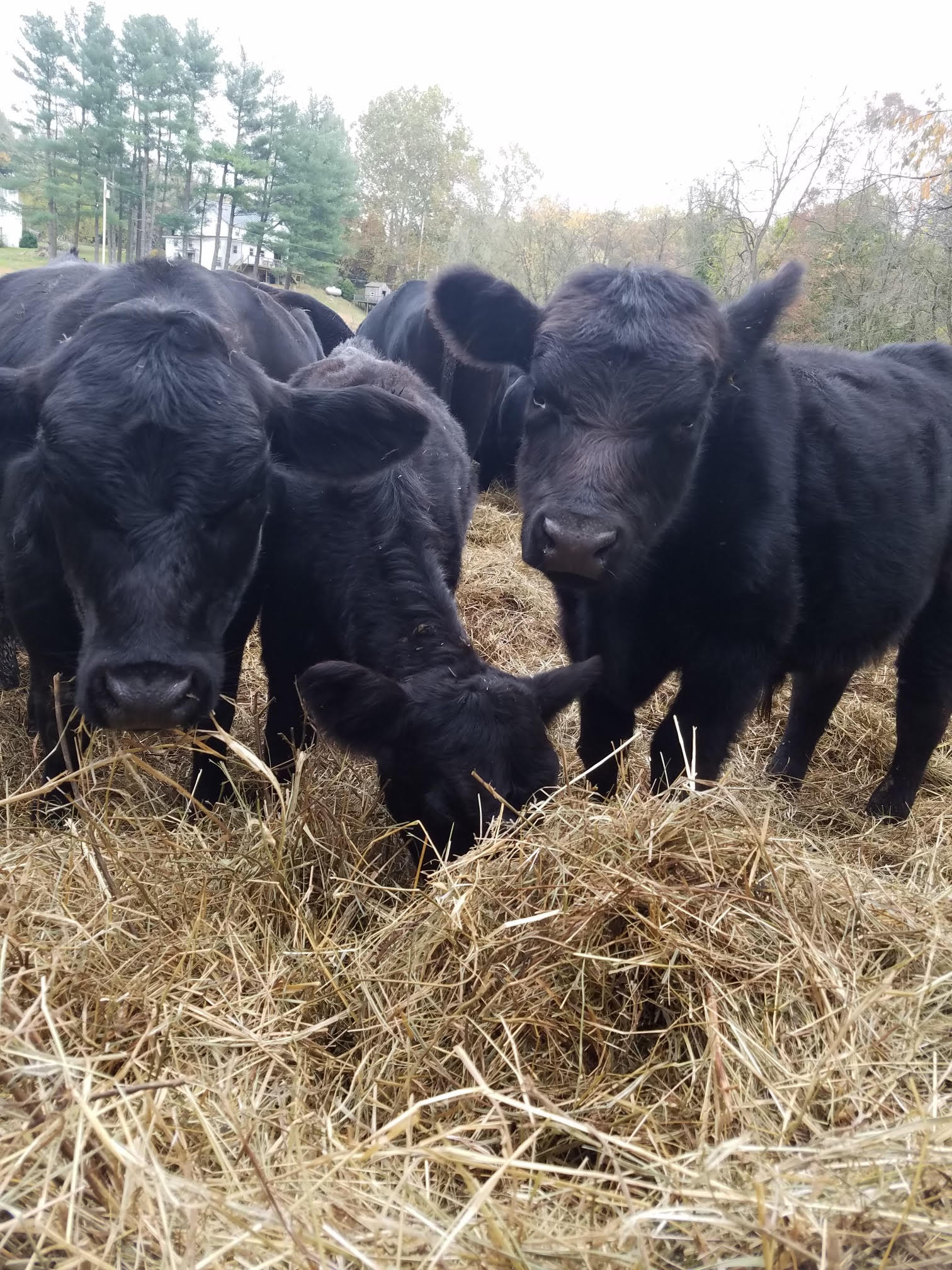 Long Branch Cattle Company – high-quality bulk beef sold in quarters ...
